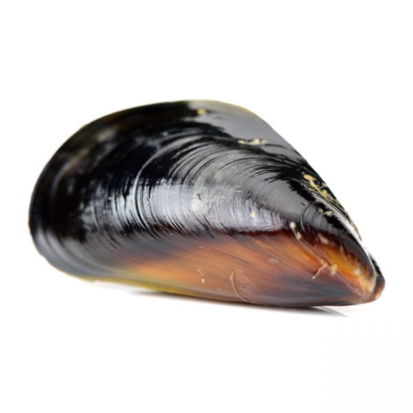 Mejillon – PROMussel