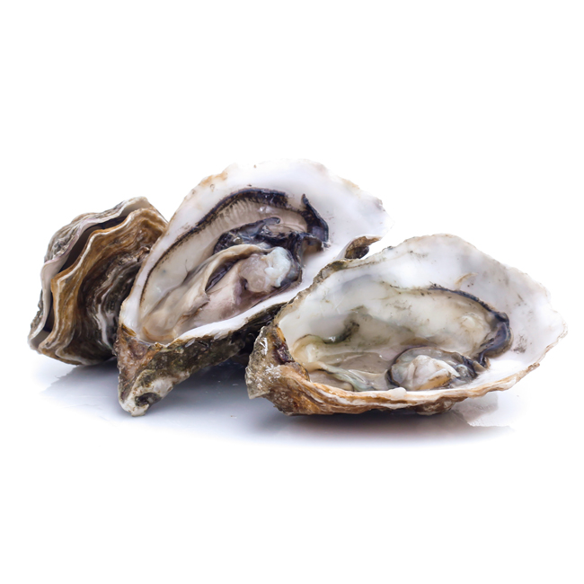 Ostras – PROMussel